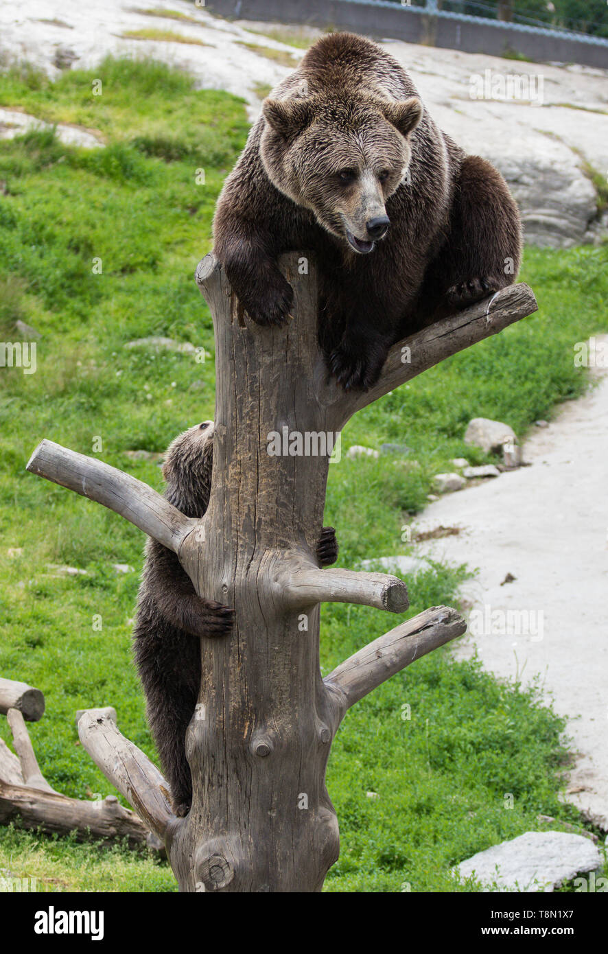 Nette Familie von brauner Bär Bärin und ihr Baby cub Spielen auf einen ...