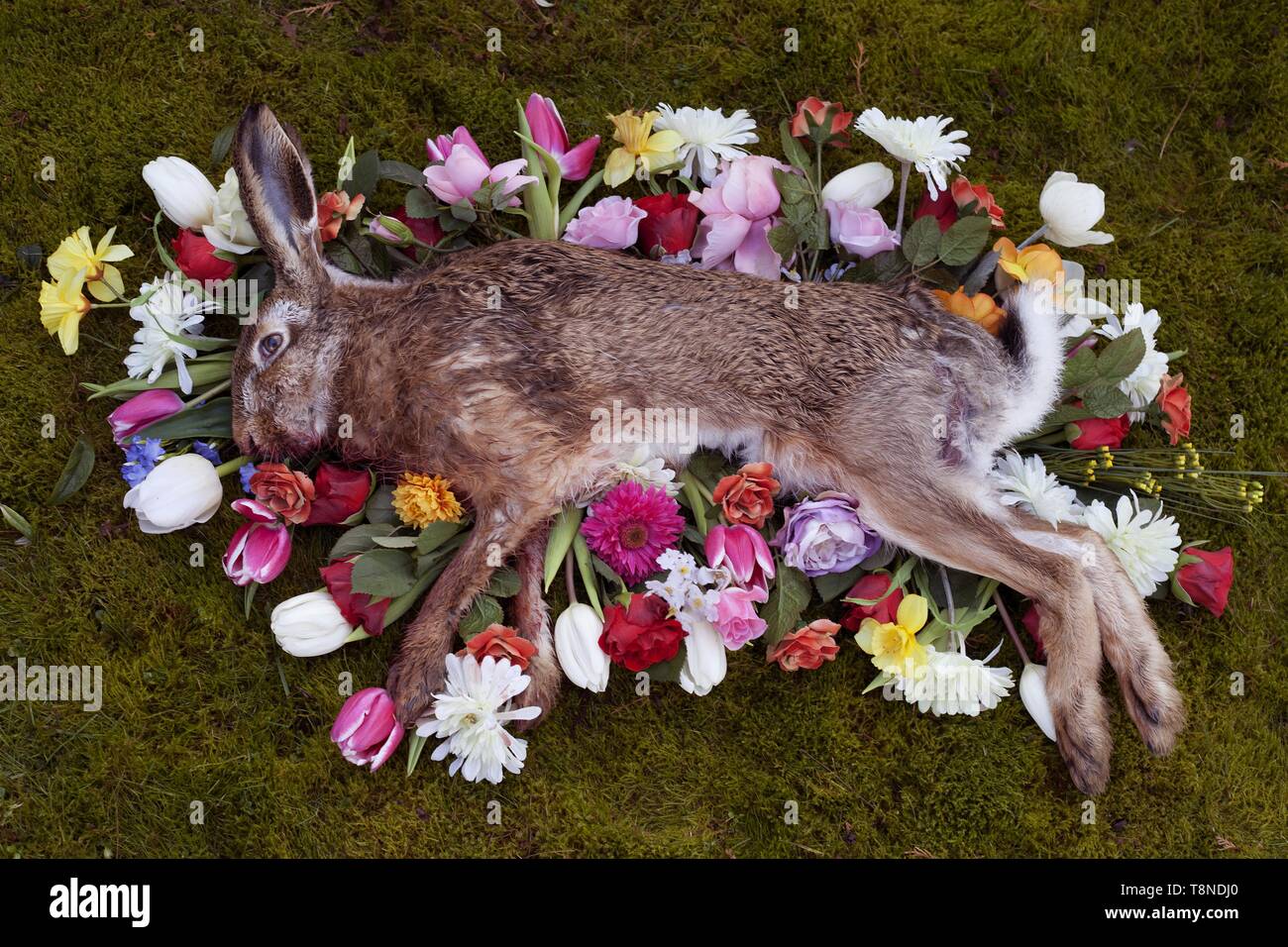 Geschossene hasen -Fotos und -Bildmaterial in hoher Auflösung – Alamy