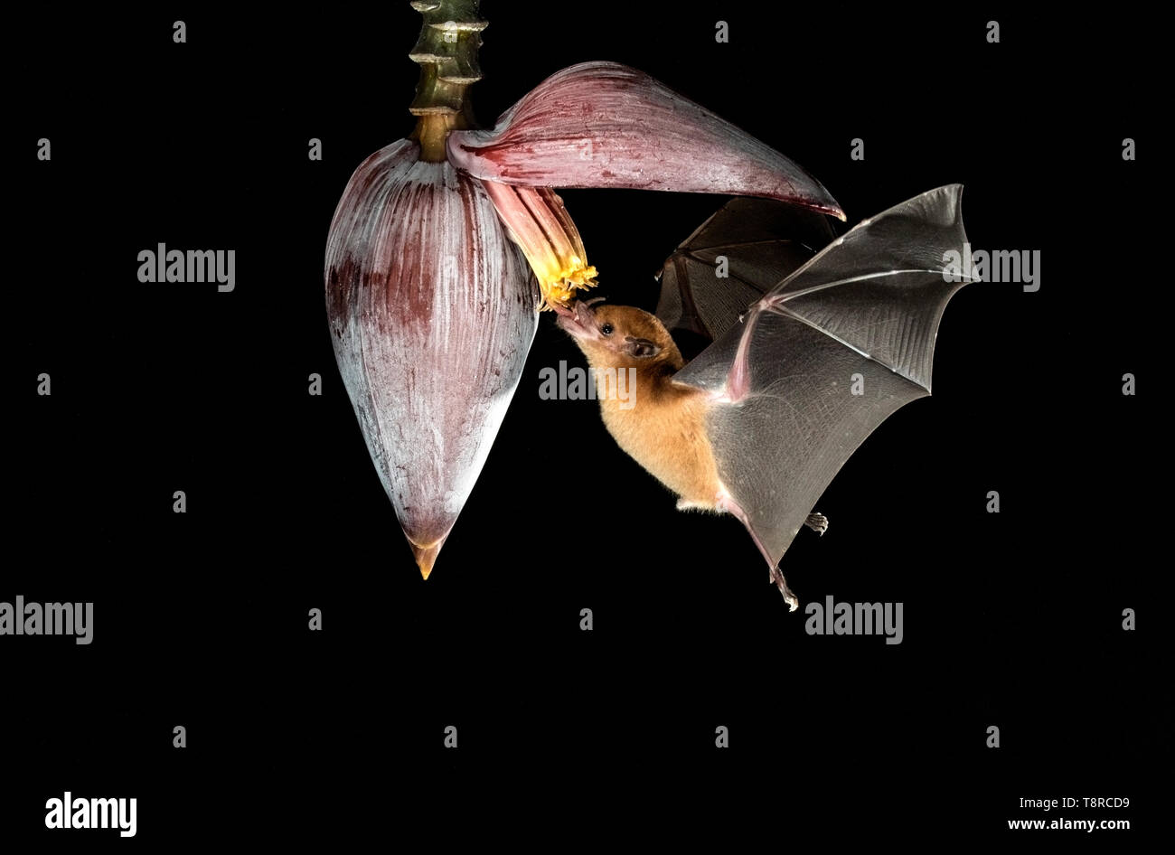 Frucht fledermaus -Fotos und -Bildmaterial in hoher Auflösung – Alamy