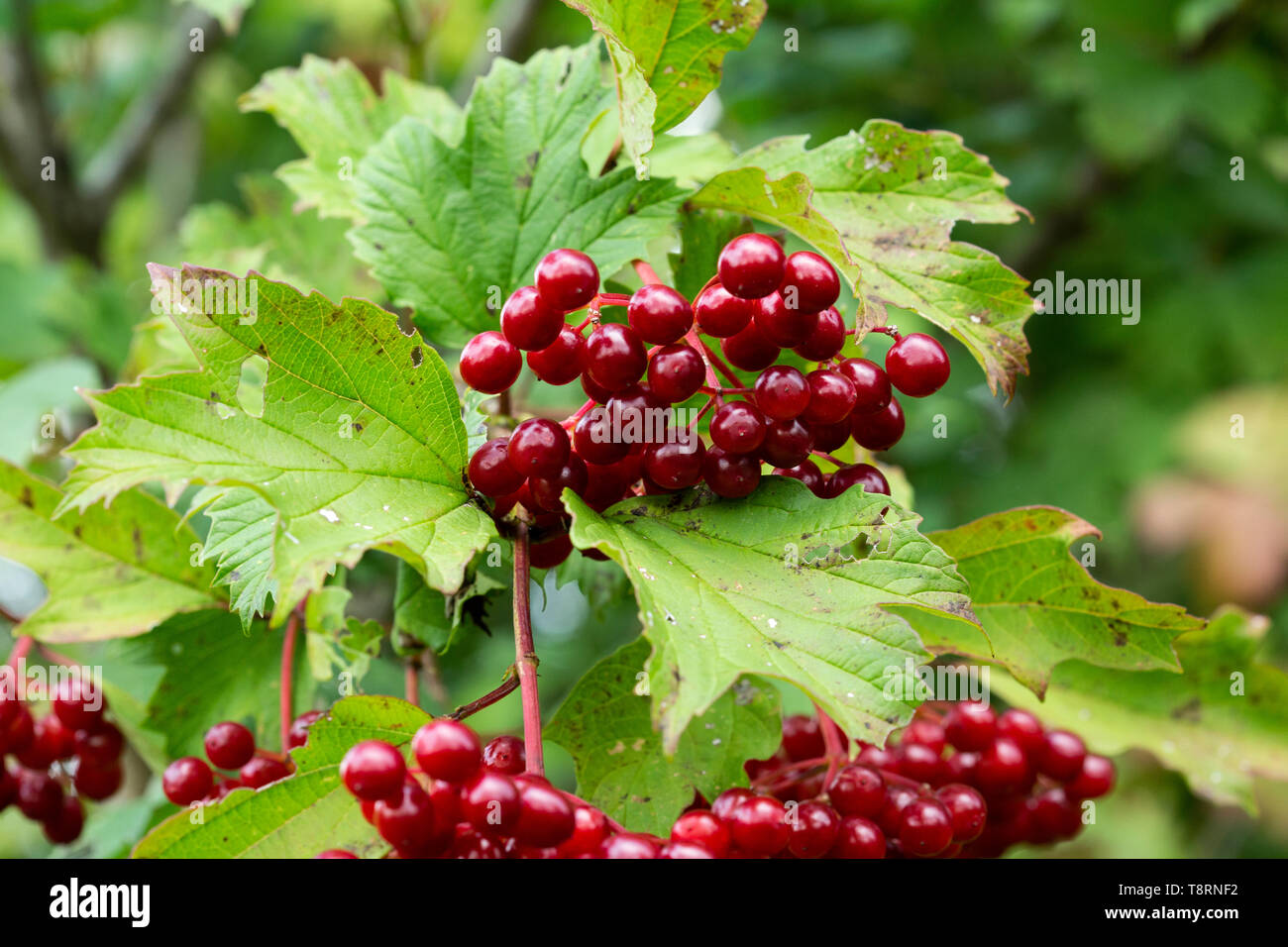 Wilde johannisbeere -Fotos und -Bildmaterial in hoher Auflösung – Alamy