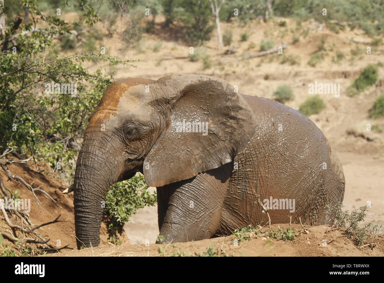 Elefant flattert mit den ohren -Fotos und -Bildmaterial in hoher ...