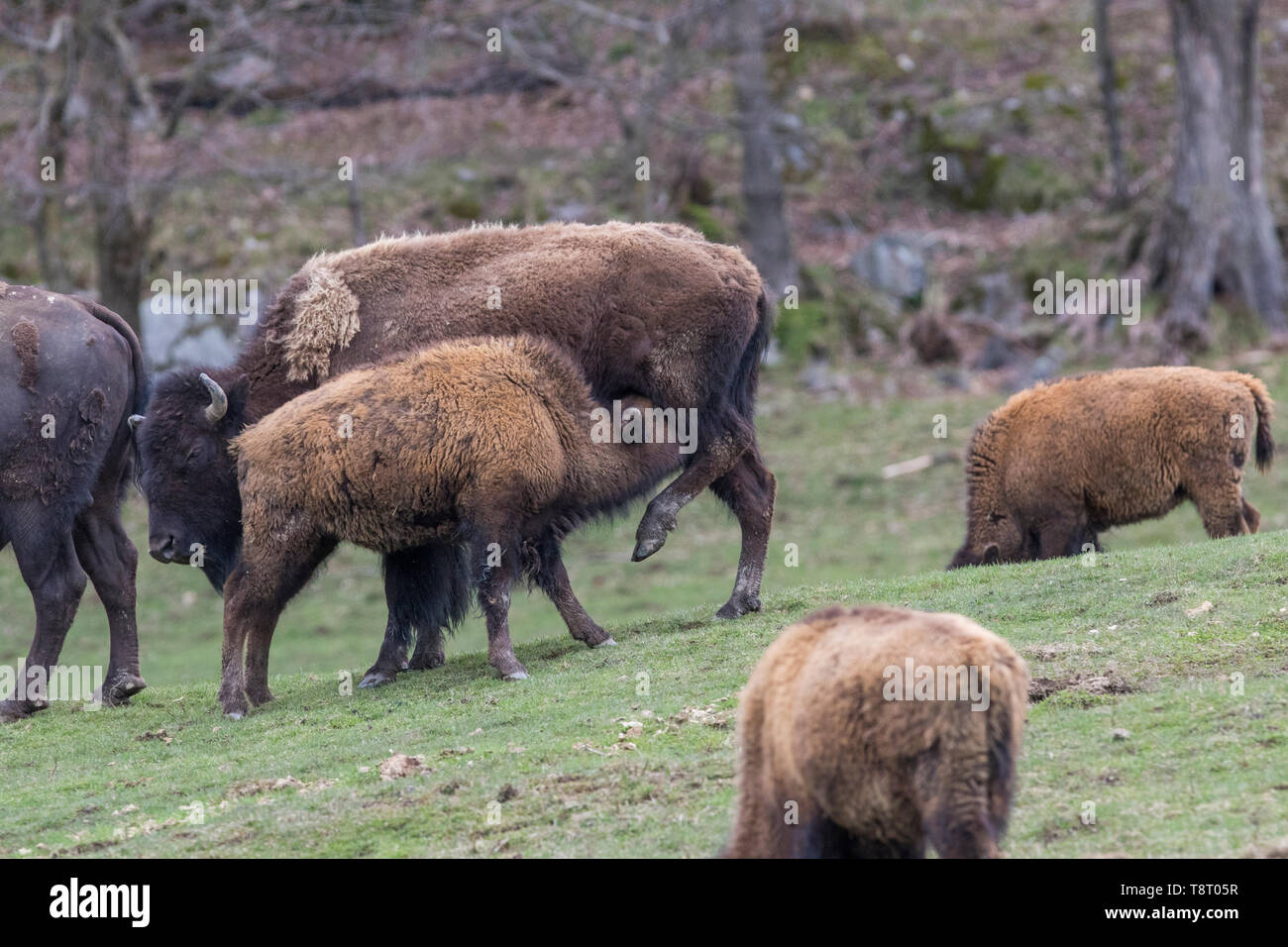 Bison essen -Fotos und -Bildmaterial in hoher Auflösung – Alamy