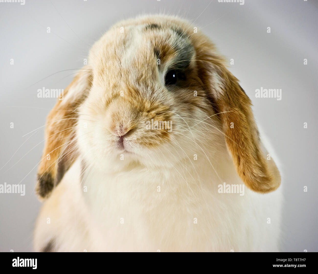 Lop Bunny Stockfotos Und bilder Kaufen Alamy lop-bunny-stockfotos-und-bilder-kaufen-alamy