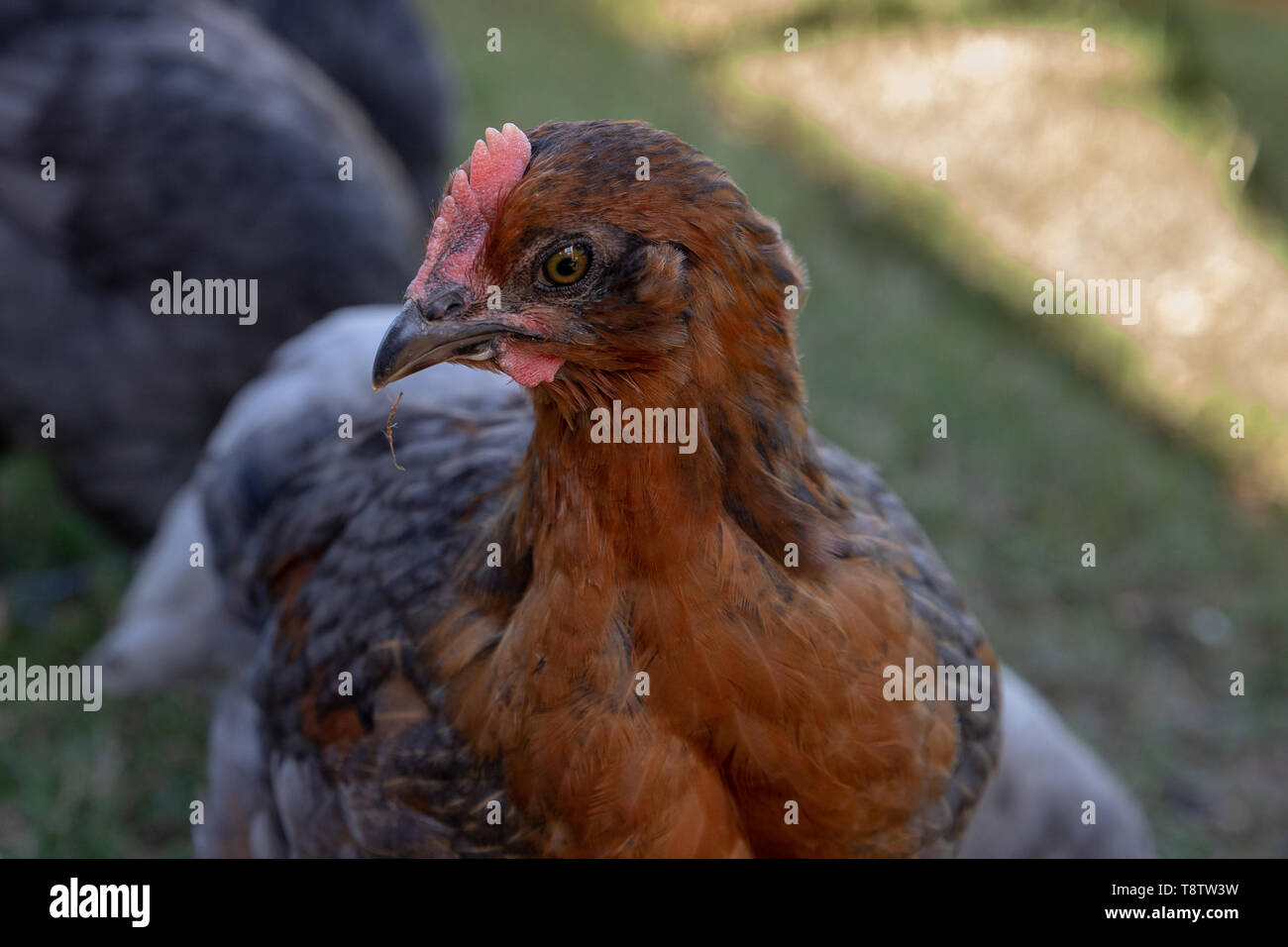 Hahn hahn hahn -Fotos und -Bildmaterial in hoher Auflösung – Alamy
