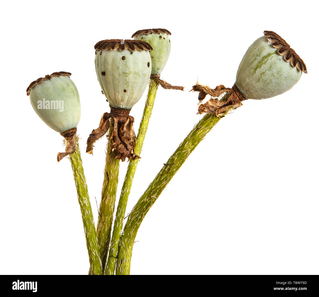 Feld mohnsamen -Fotos und -Bildmaterial in hoher Auflösung – Alamy