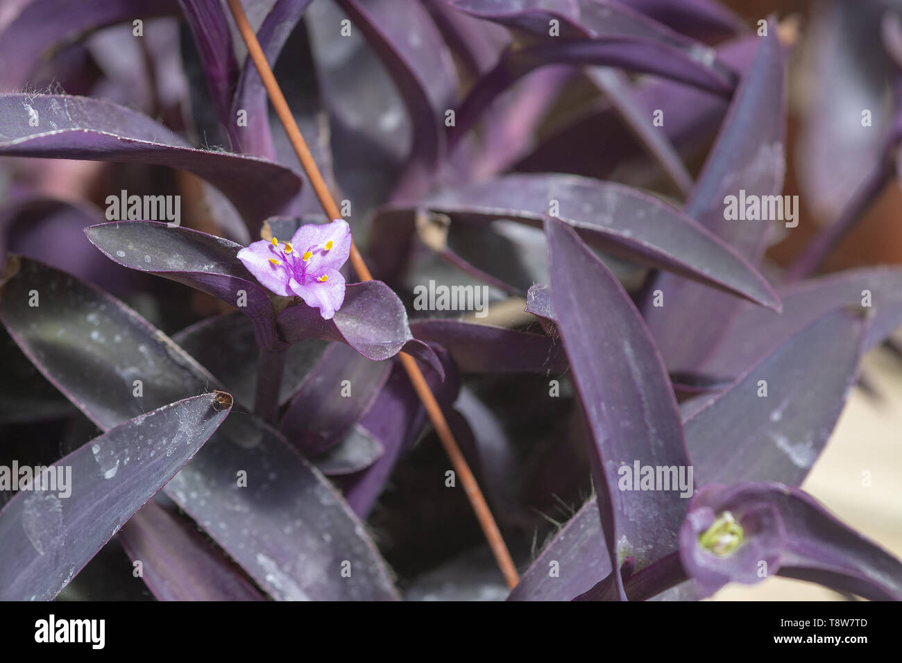 Kleiner wandernder jude -Fotos und -Bildmaterial in hoher Auflösung – Alamy