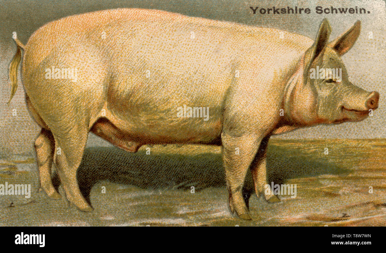 Races de porc -Fotos und -Bildmaterial in hoher Auflösung – Alamy