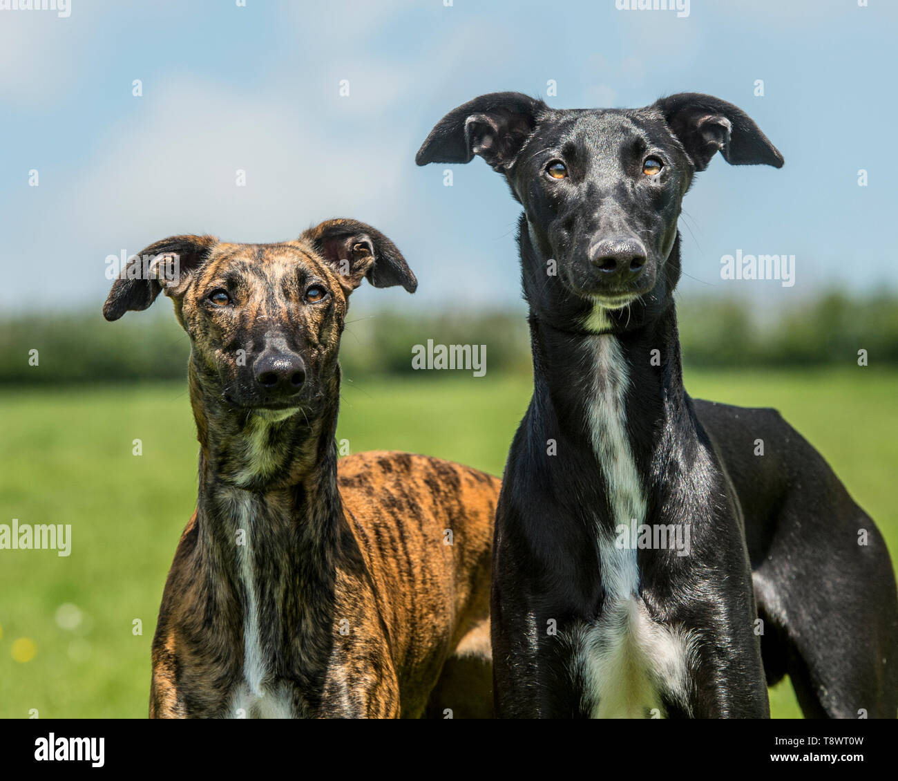 Spanier hunde -Fotos und -Bildmaterial in hoher Auflösung – Alamy