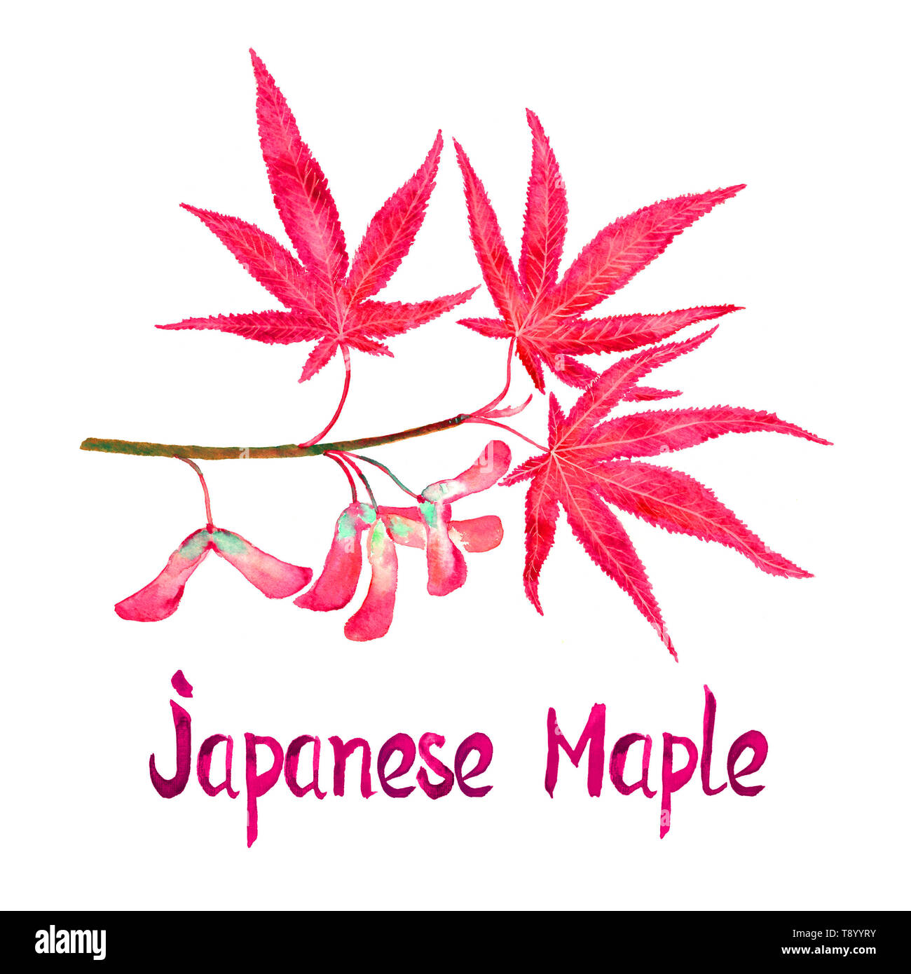 Japanischer Ahorn Samen