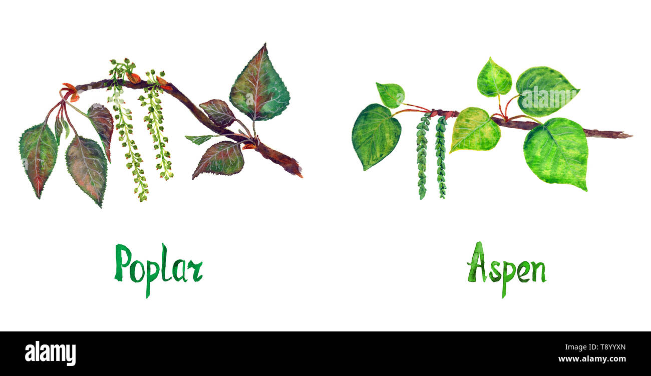 Pappel (Populus nigra) und Aspen (Populus tremuloides) Zweig mit grünen ...