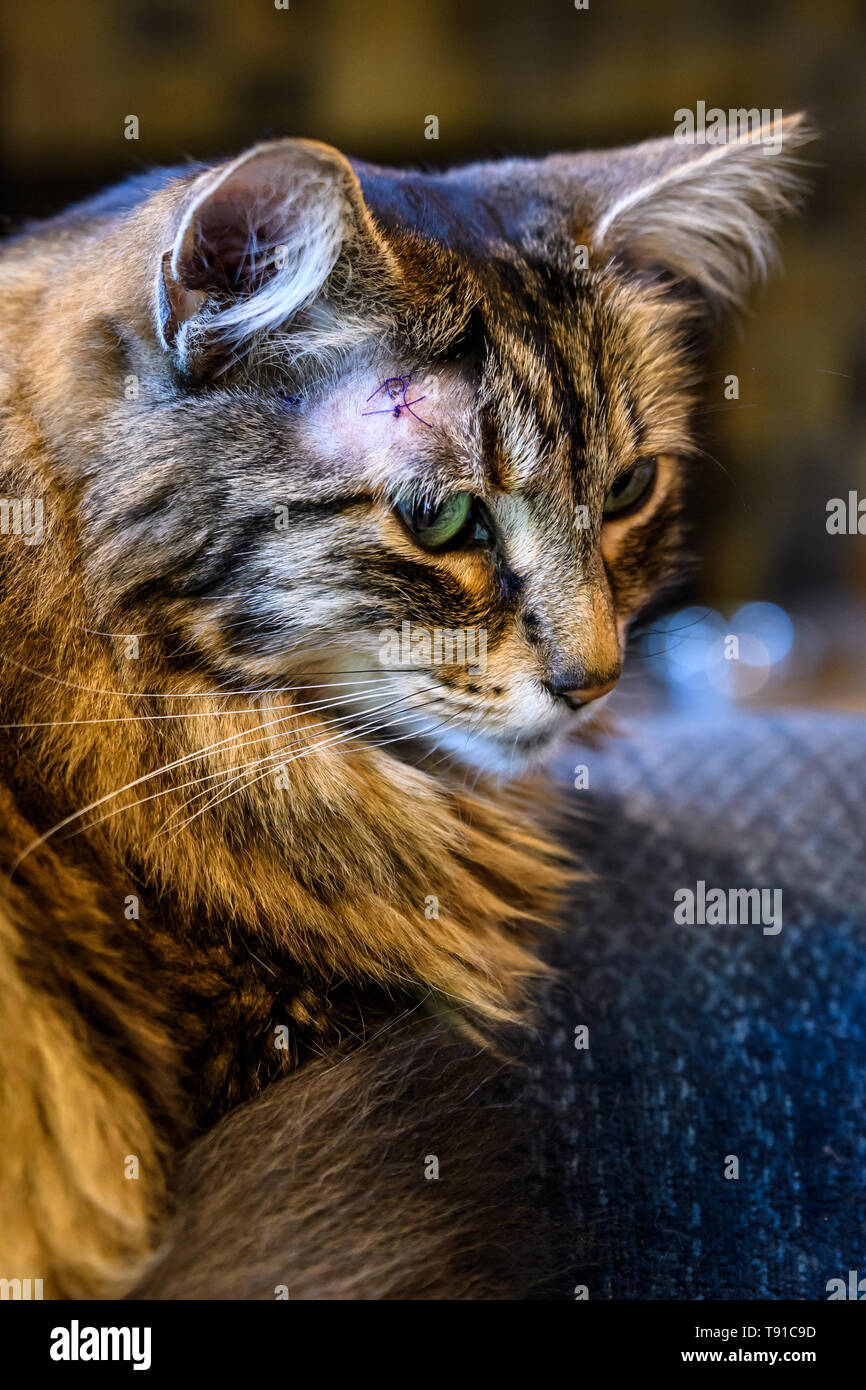 Pet- tabby Katze mit lila Stichen am Kopf Stockfotografie - Alamy