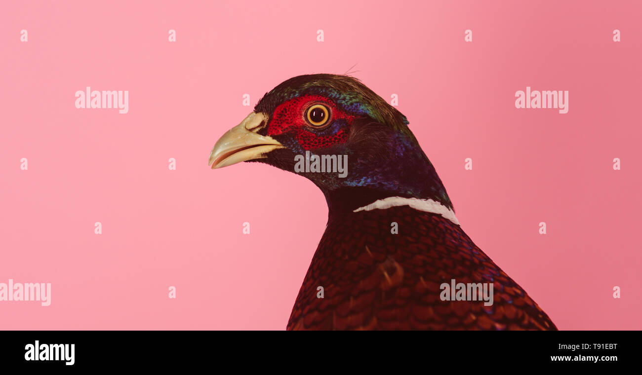 Der Gemeine Fasan Stockfotos und -bilder Kaufen - Alamy