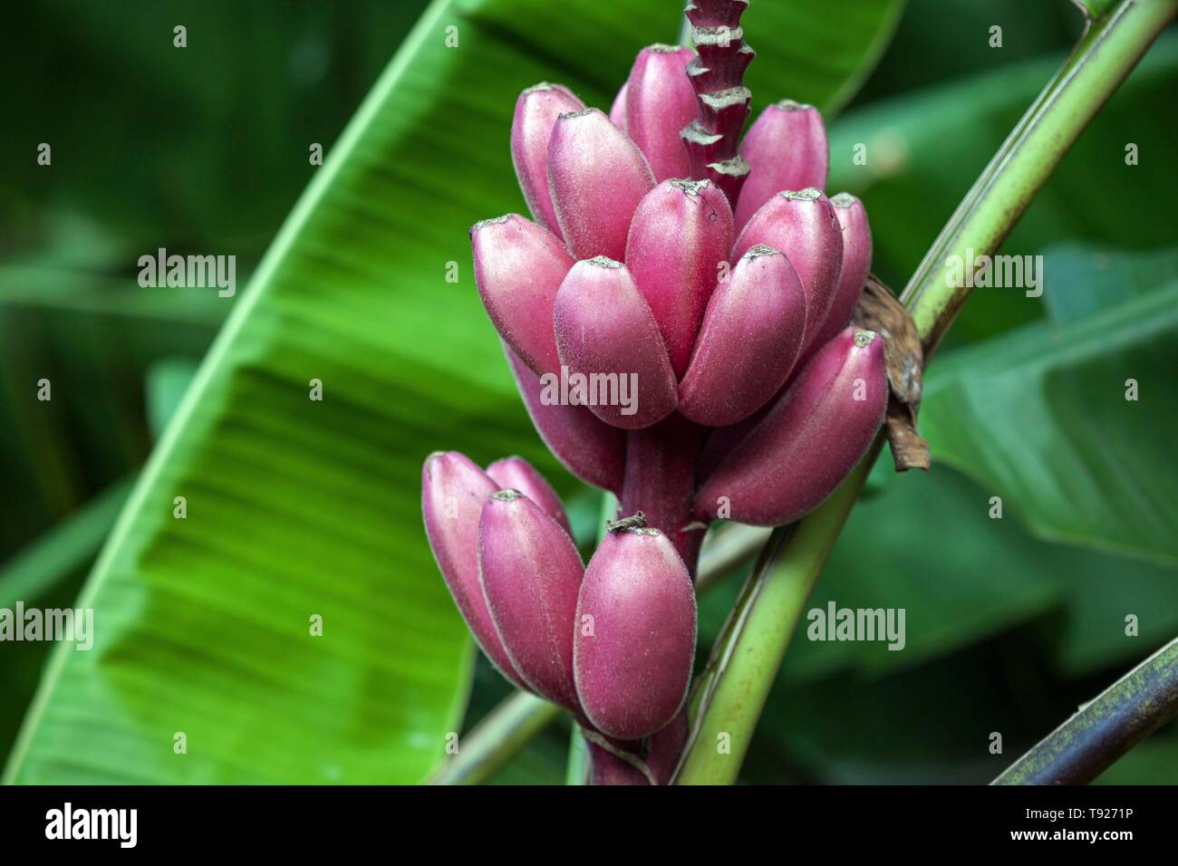 Rote bananenfrucht -Fotos und -Bildmaterial in hoher Auflösung – Alamy