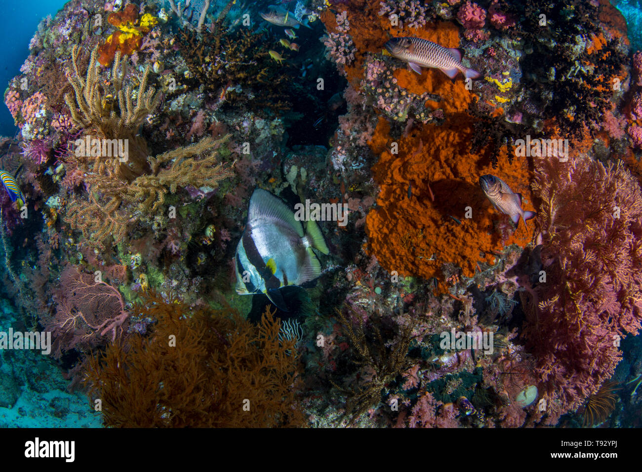 Gefiedert spadefish (Platax pinnatus), shadowfin soldierfish ...