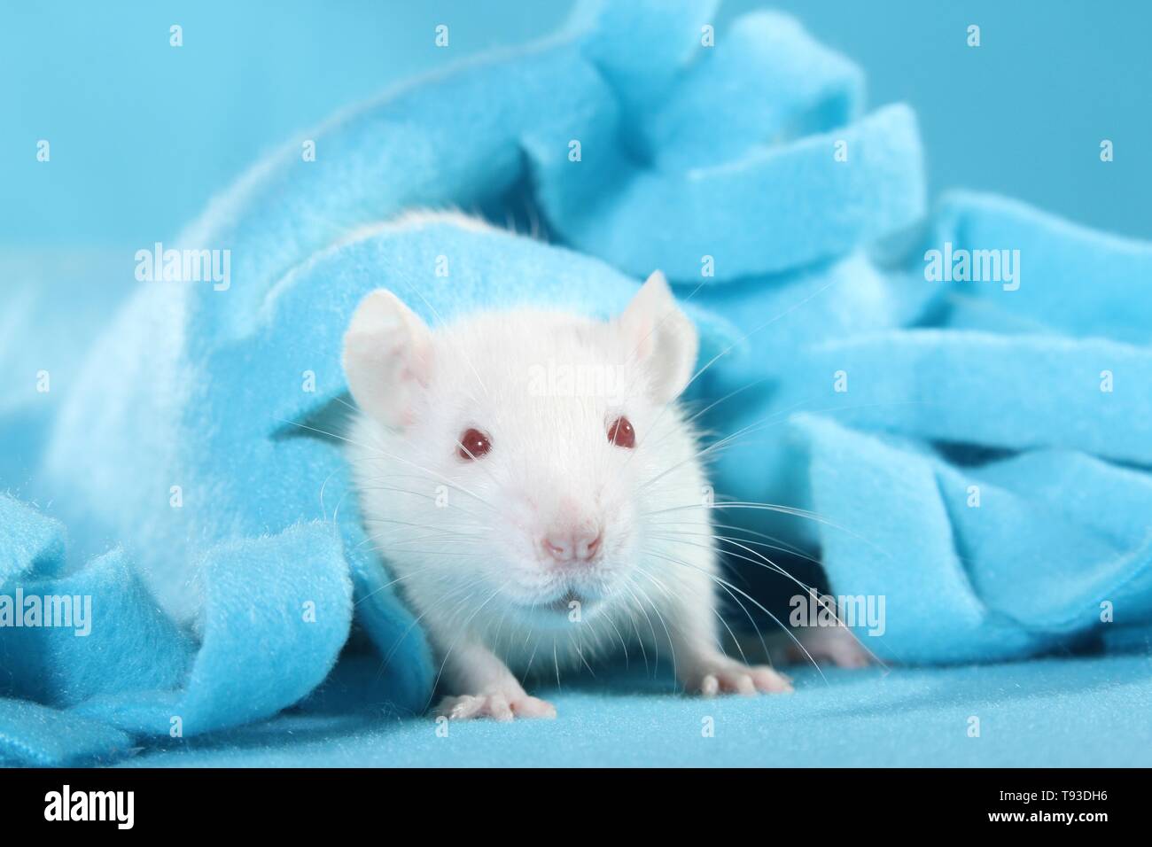 Rote augen ratte Stockfotos und -bilder Kaufen - Alamy