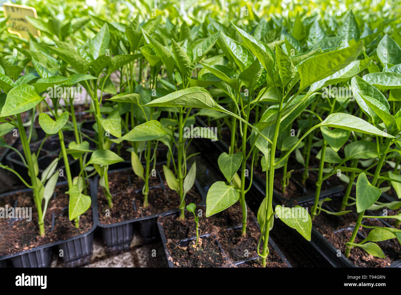 Pepper cultivation -Fotos und -Bildmaterial in hoher Auflösung – Alamy