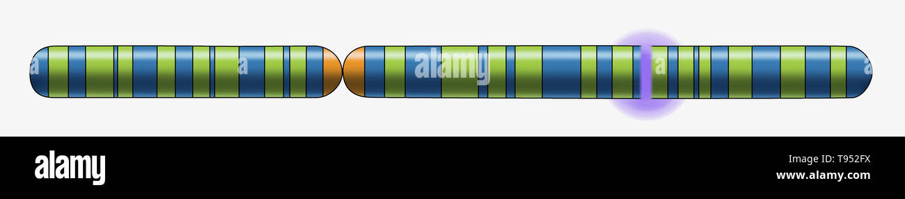 Chromosom 7 -Fotos und -Bildmaterial in hoher Auflösung – Alamy
