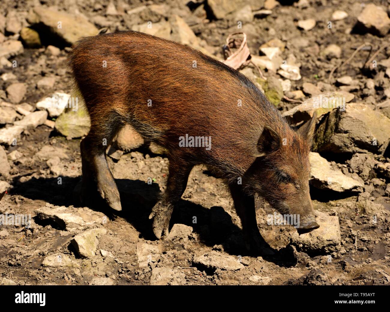 Wildschwein ferkel -Fotos und -Bildmaterial in hoher Auflösung – Alamy