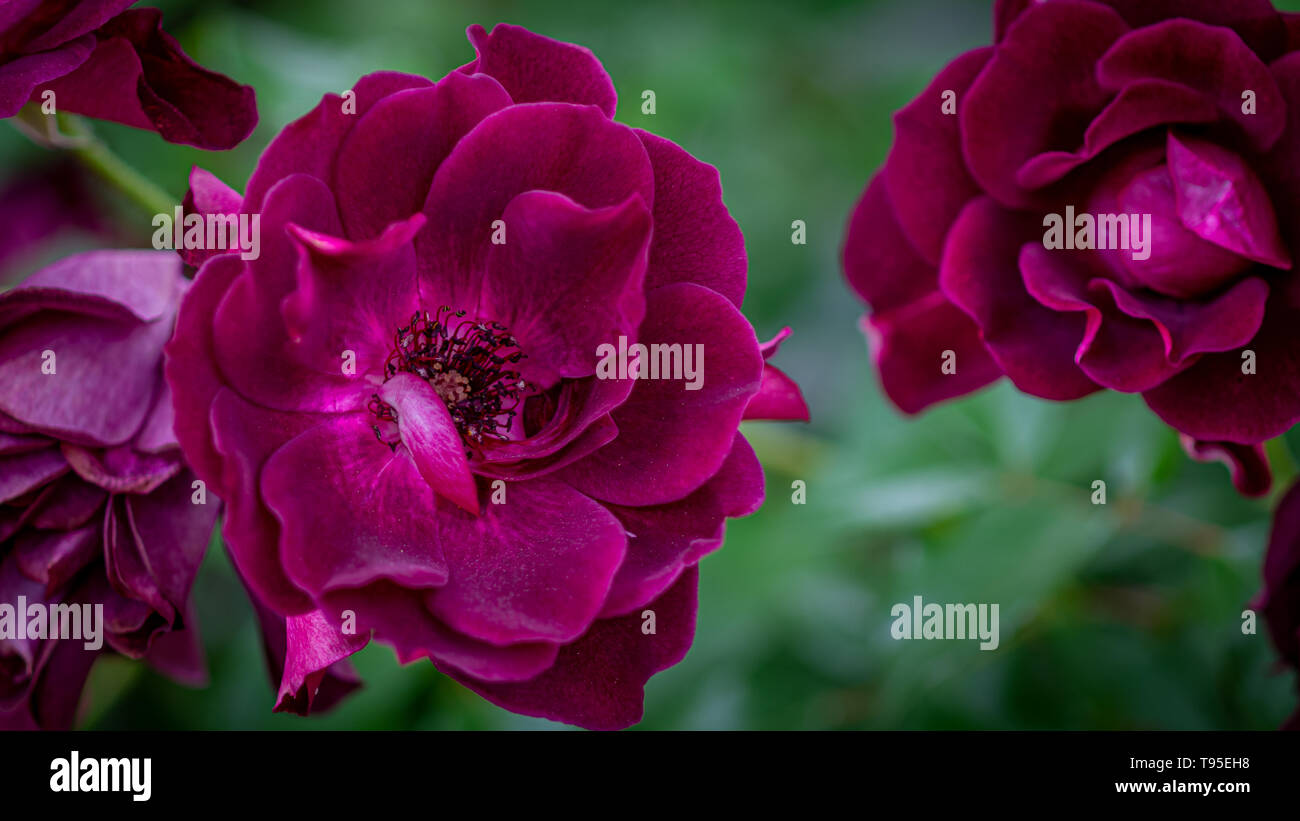 Der hollywood rosen -Fotos und -Bildmaterial in hoher Auflösung – Alamy