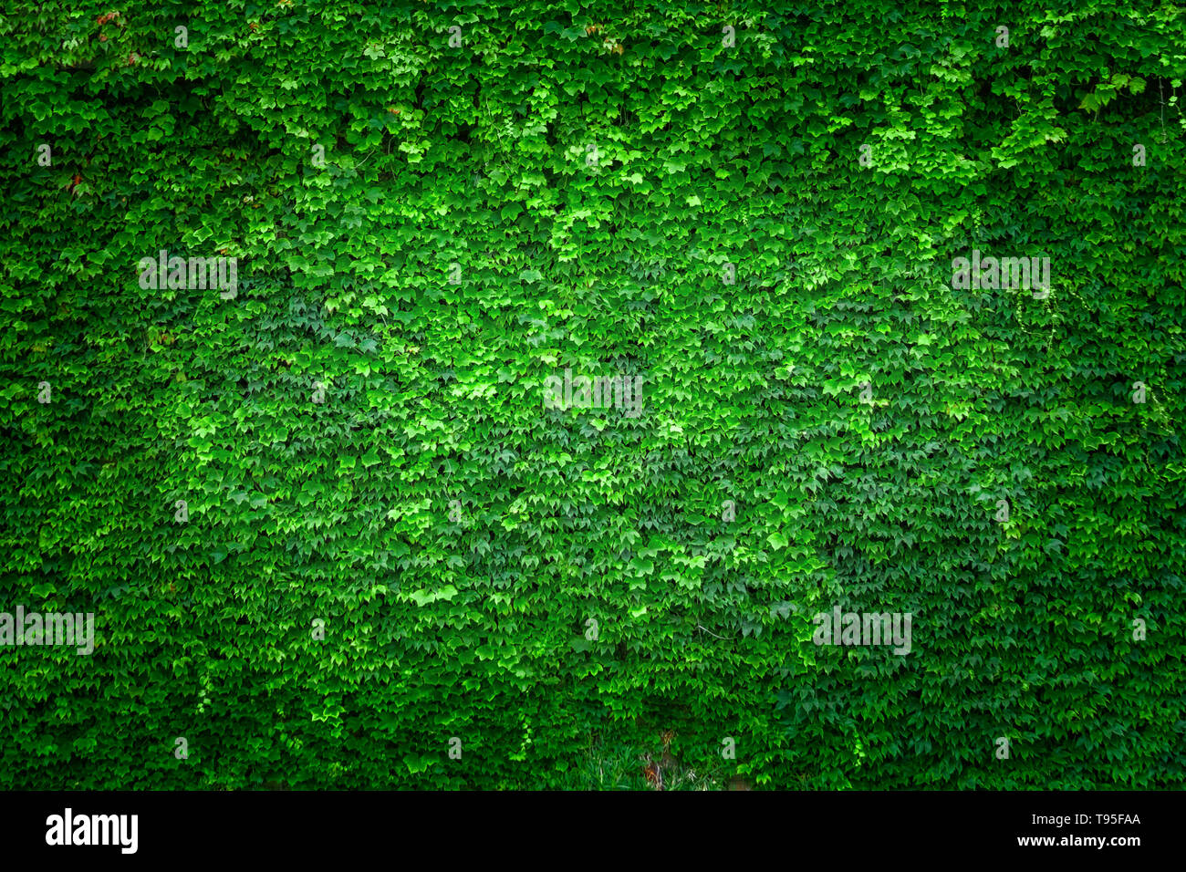 Efeu hecke wand -Fotos und -Bildmaterial in hoher Auflösung – Alamy