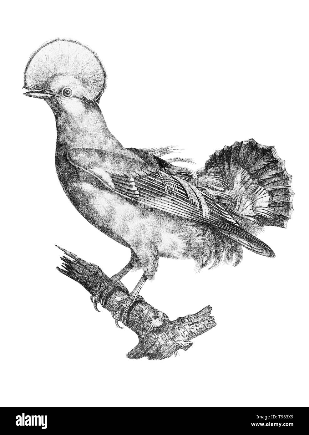 Cock-of-the-Rock (Rupicola rupicola) aus Guyana, Illustration von La ...