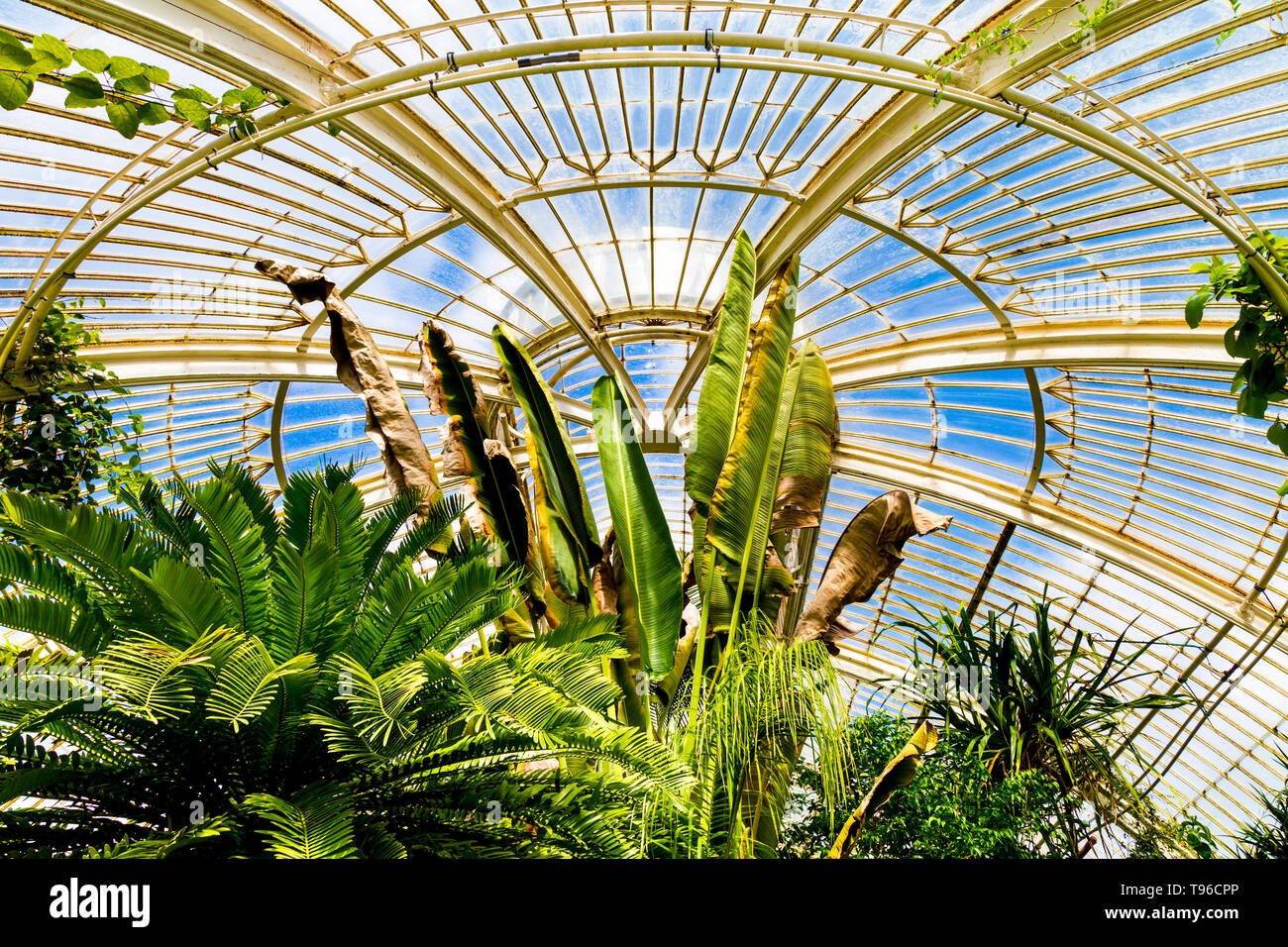 Palmenhaus kew -Fotos und -Bildmaterial in hoher Auflösung – Alamy