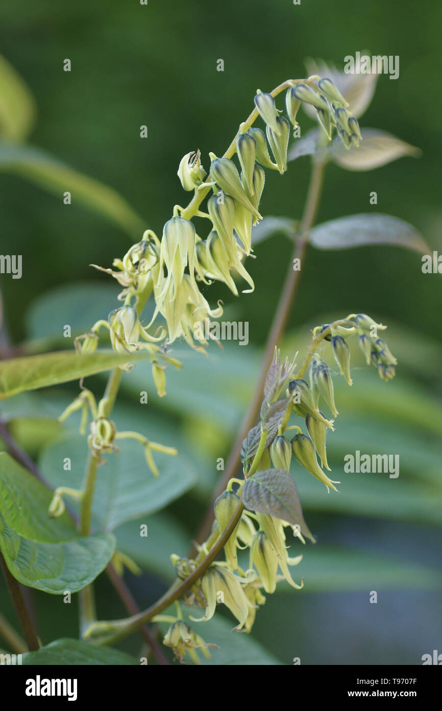 Baum decaisnea fargesii -Fotos und -Bildmaterial in hoher Auflösung – Alamy