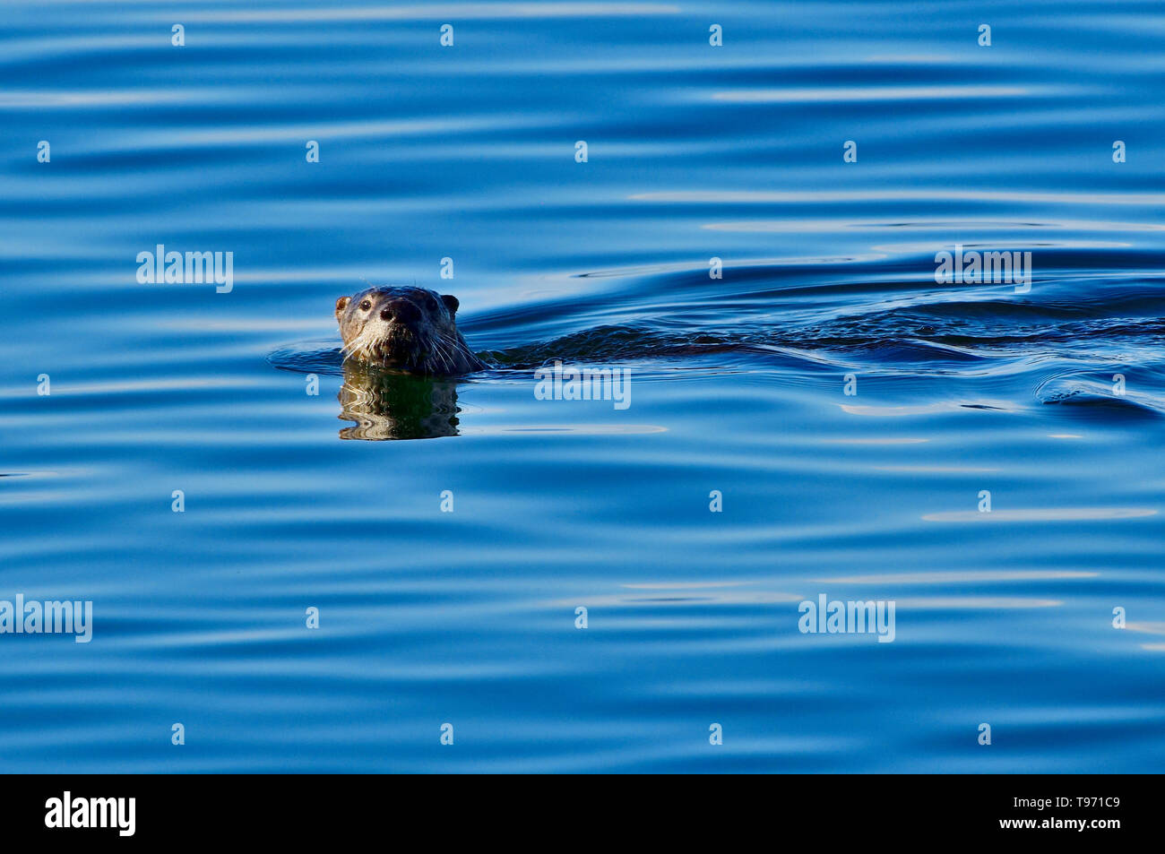 Otters semi aquatic animal wildlife -Fotos und -Bildmaterial in hoher ...