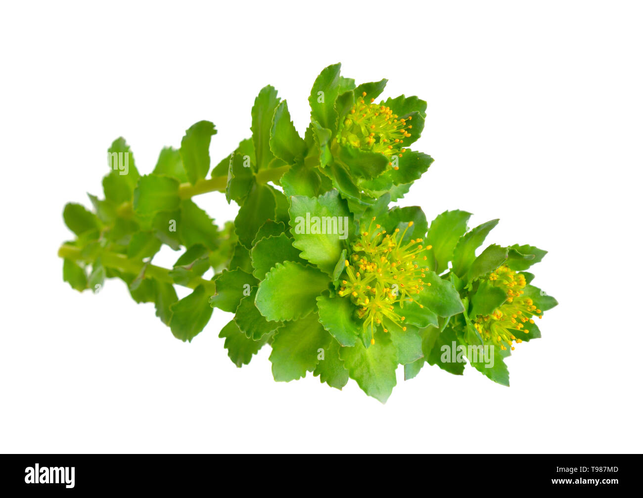 Orpin Rose Stockfotos und -bilder Kaufen - Alamy