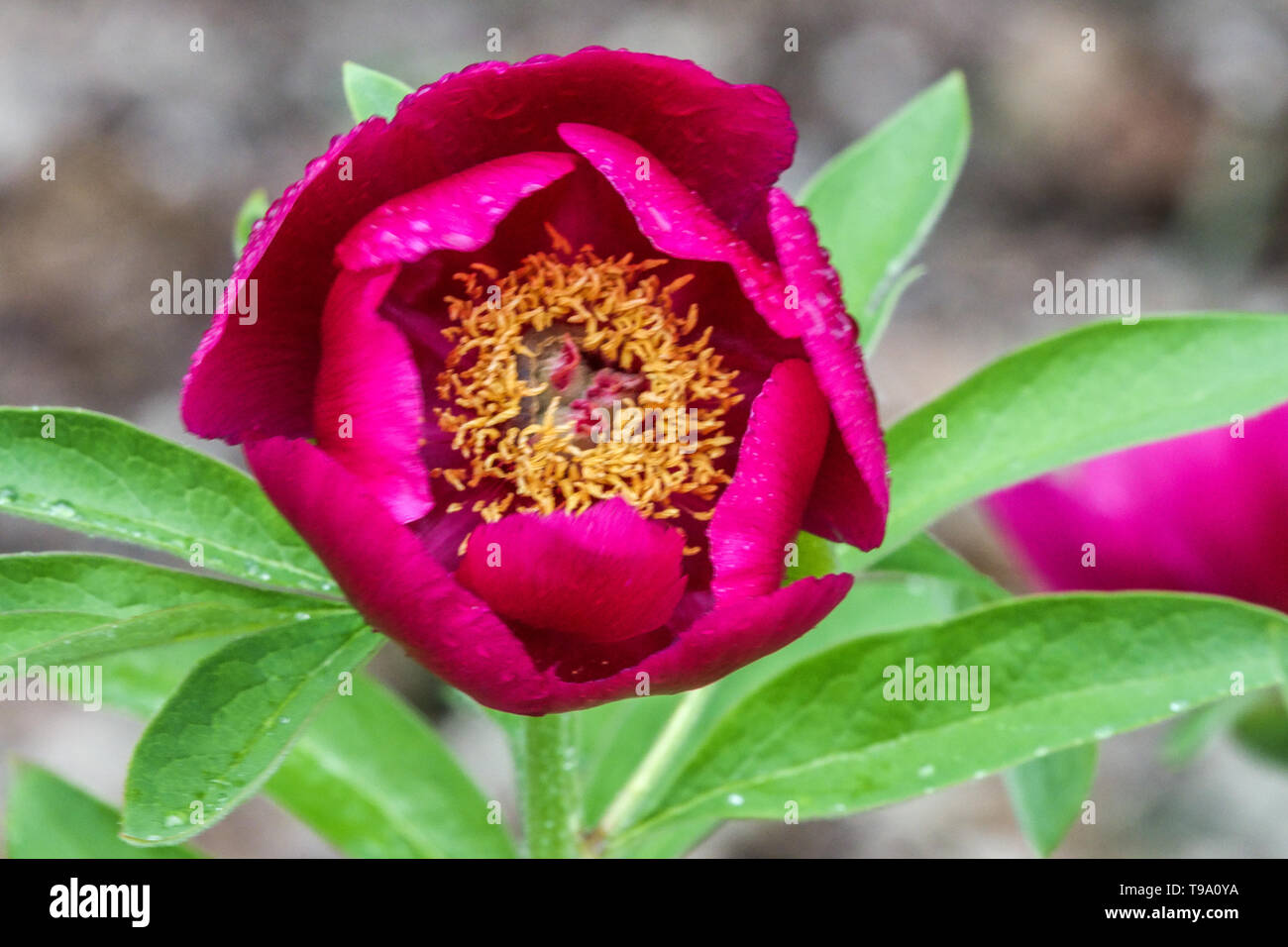 Korallen pfingstrose -Fotos und -Bildmaterial in hoher Auflösung – Alamy
