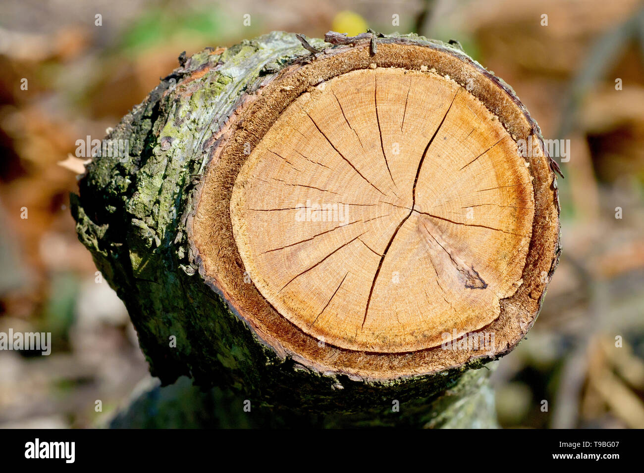 Cross section cut tree showing -Fotos und -Bildmaterial in hoher ...