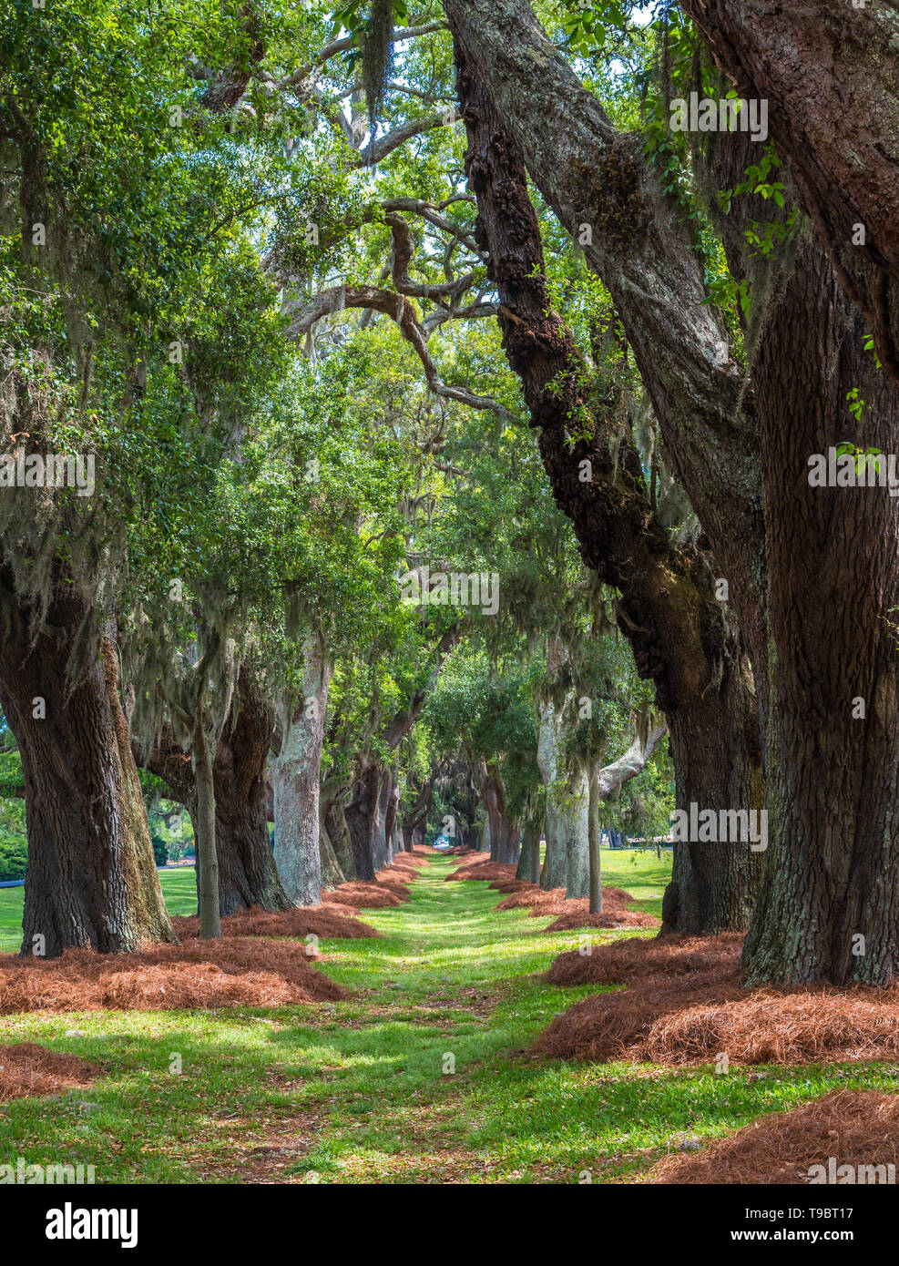 Allee der eichen -Fotos und -Bildmaterial in hoher Auflösung – Alamy