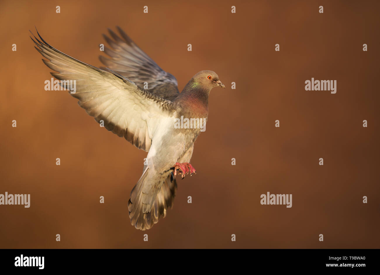 Stadttauben im flug -Fotos und -Bildmaterial in hoher Auflösung – Alamy