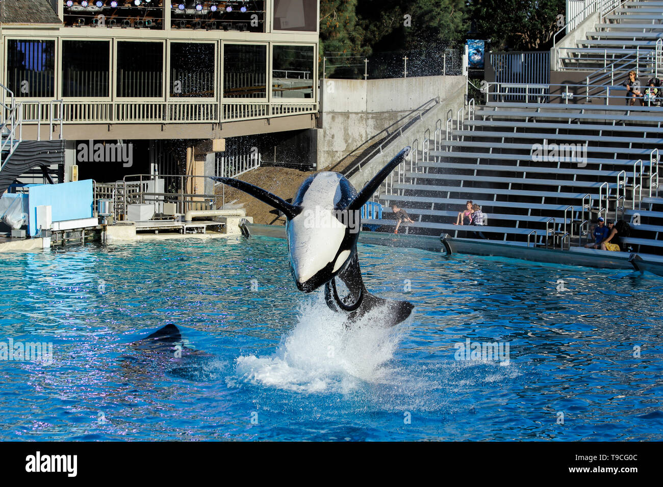 Gefangener killerwal -Fotos und -Bildmaterial in hoher Auflösung – Alamy