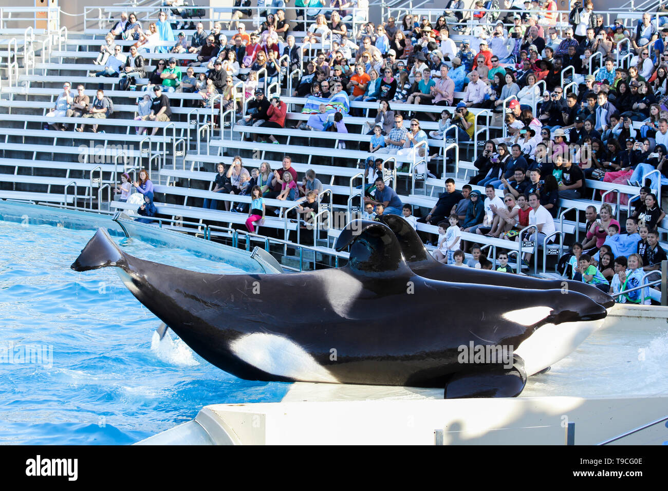Gefangener killerwal -Fotos und -Bildmaterial in hoher Auflösung – Alamy
