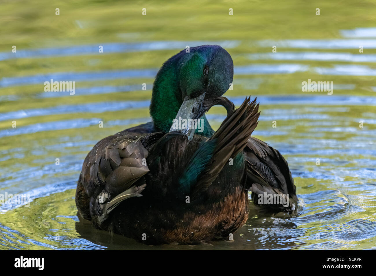 Schwarze ostindien ente -Fotos und -Bildmaterial in hoher Auflösung – Alamy