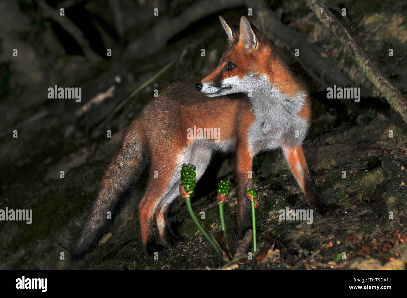 Fuchs braun -Fotos und -Bildmaterial in hoher Auflösung – Alamy