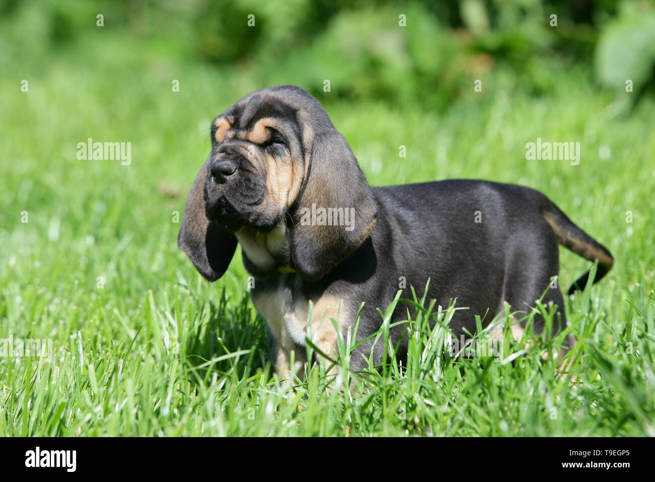 Bluthund oder heiliger hubert jagdhund, der auf gras sitzt -Fotos und ...