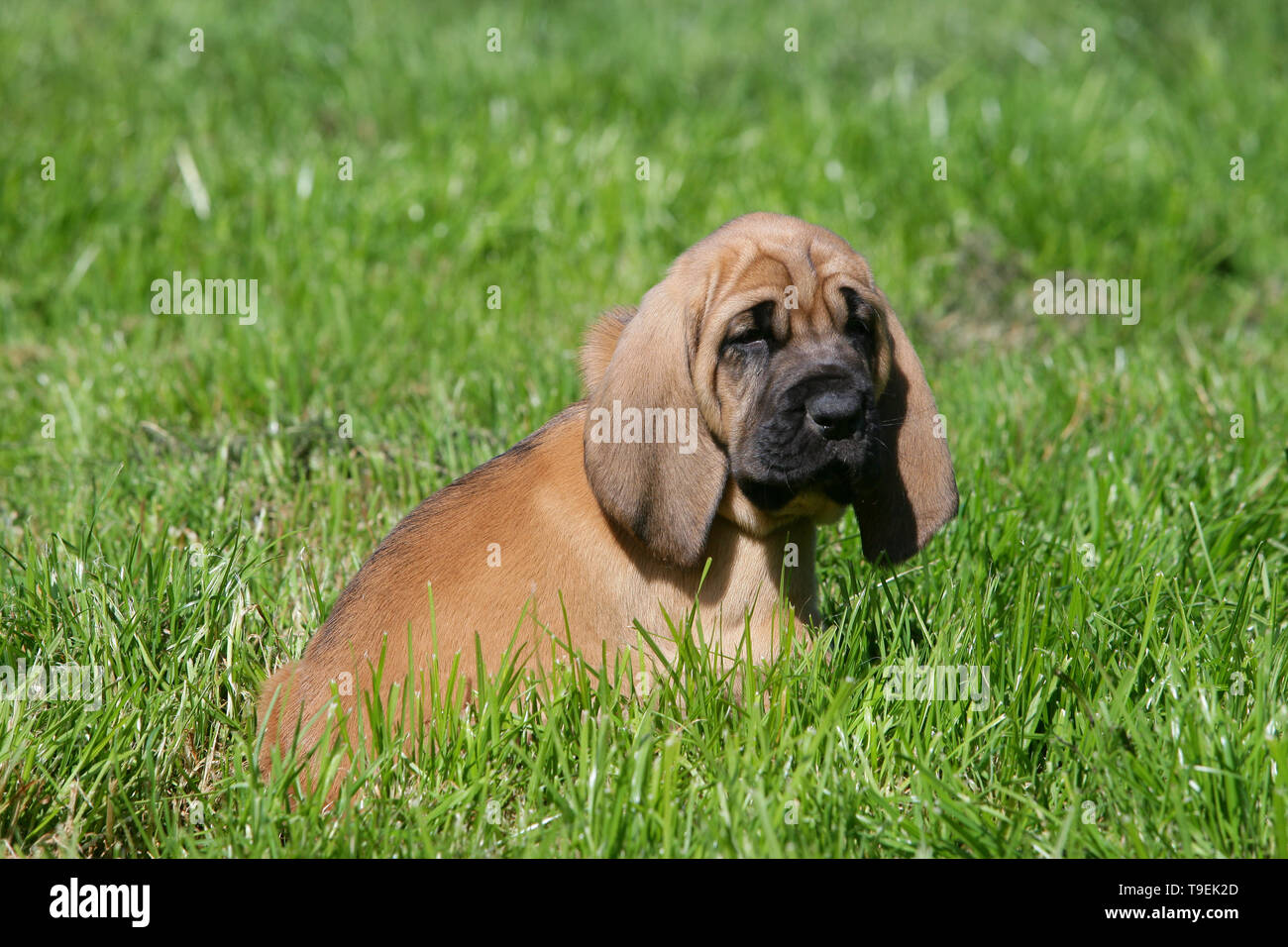 Bluthund oder heiliger hubert jagdhund, der auf gras sitzt -Fotos und ...