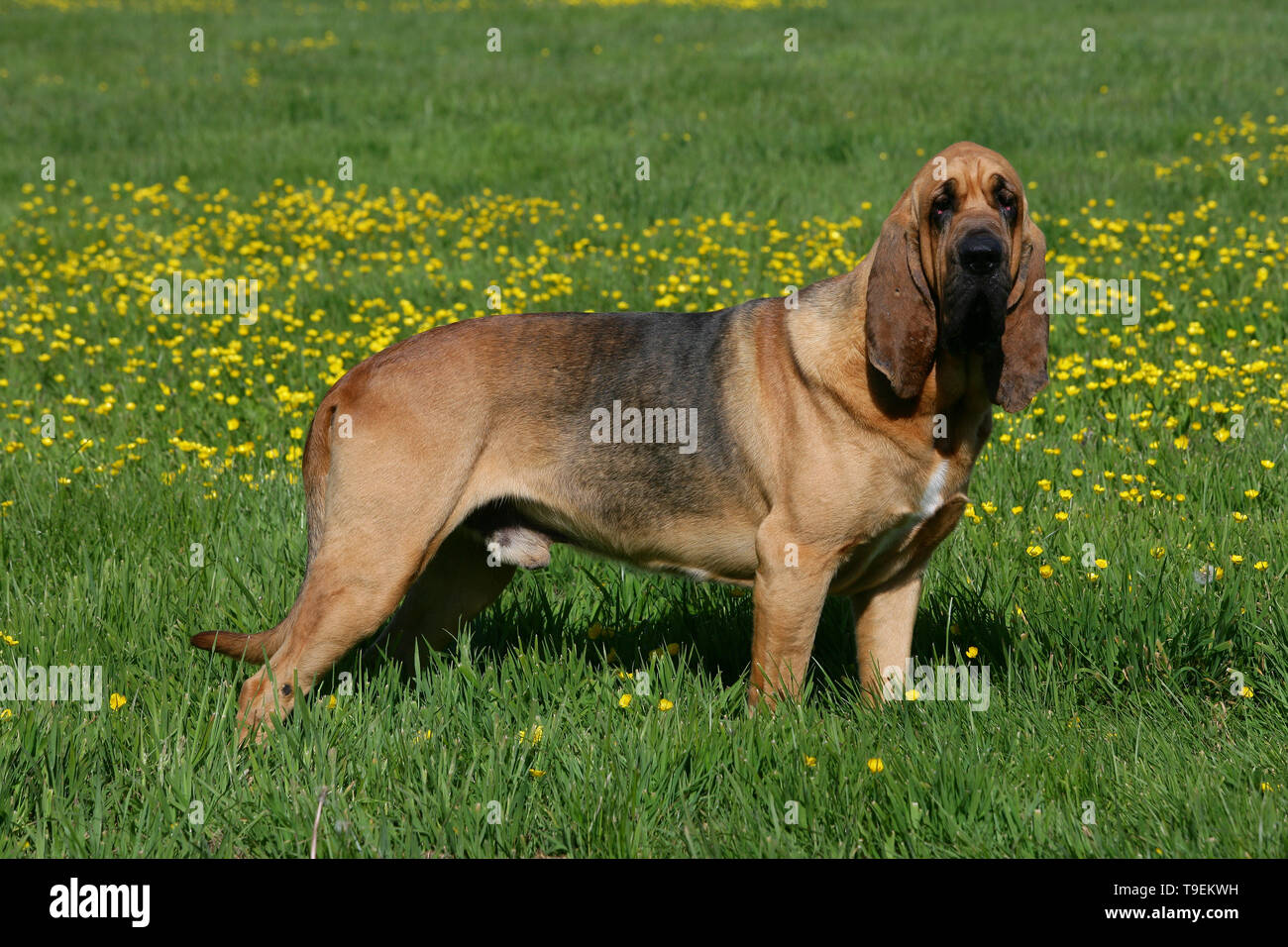 Bluthund oder heiliger hubert jagdhund, der auf gras sitzt -Fotos und ...