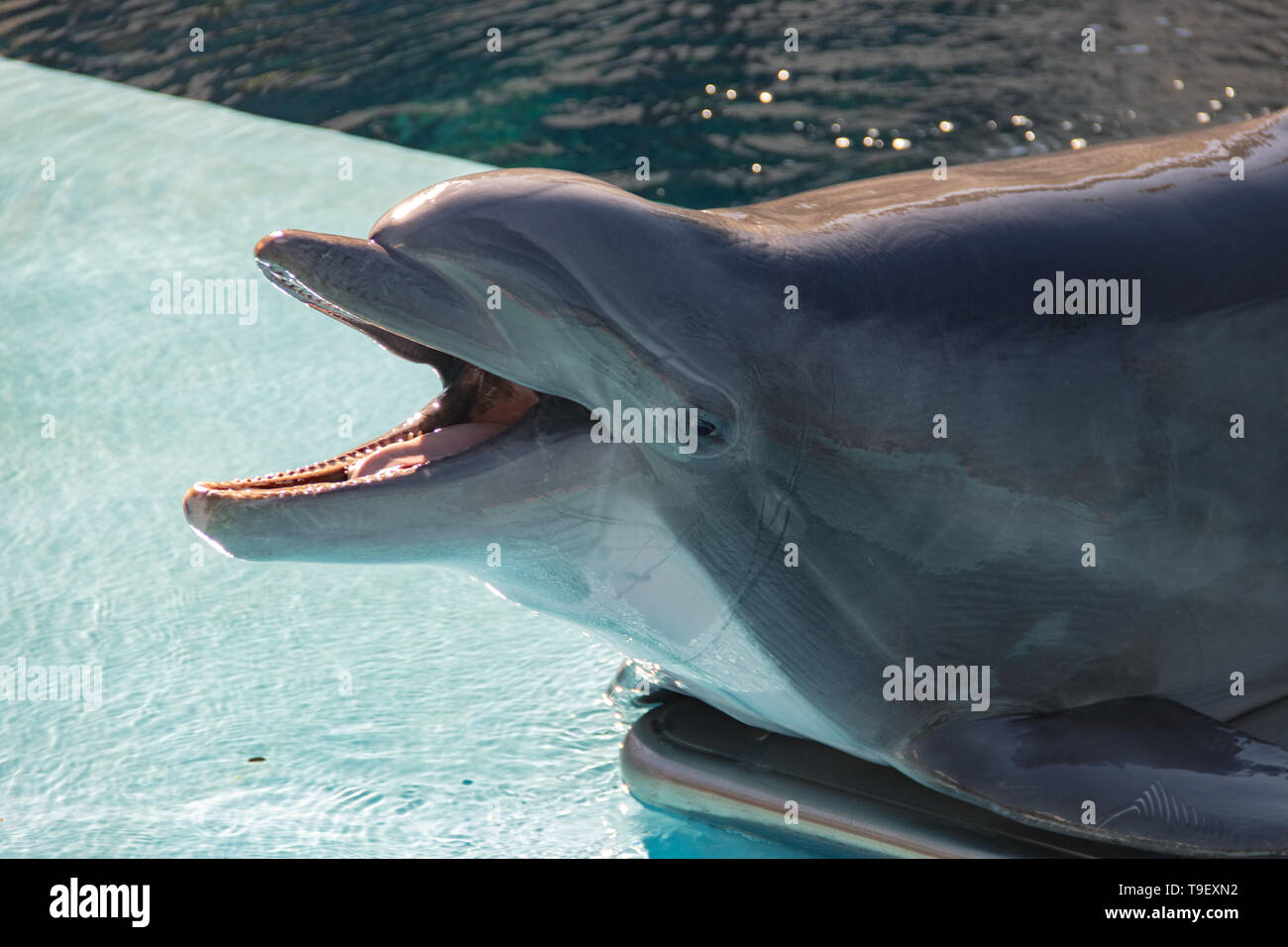 Lustige karikatur delfin -Fotos und -Bildmaterial in hoher Auflösung ...