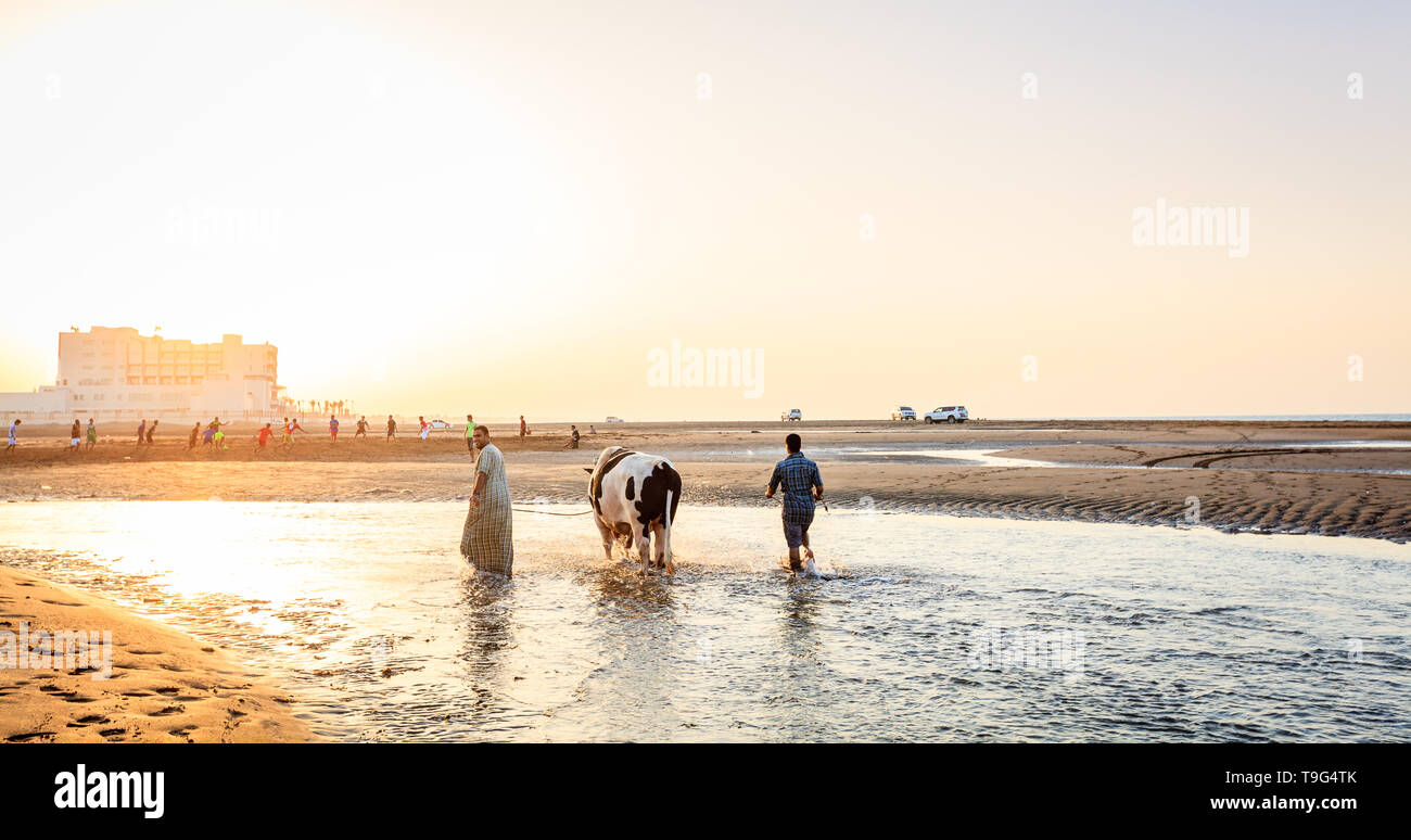 Sohar, Oman, 28. Mai 2016: Lokale Männer Baden ein Stier an einem ...