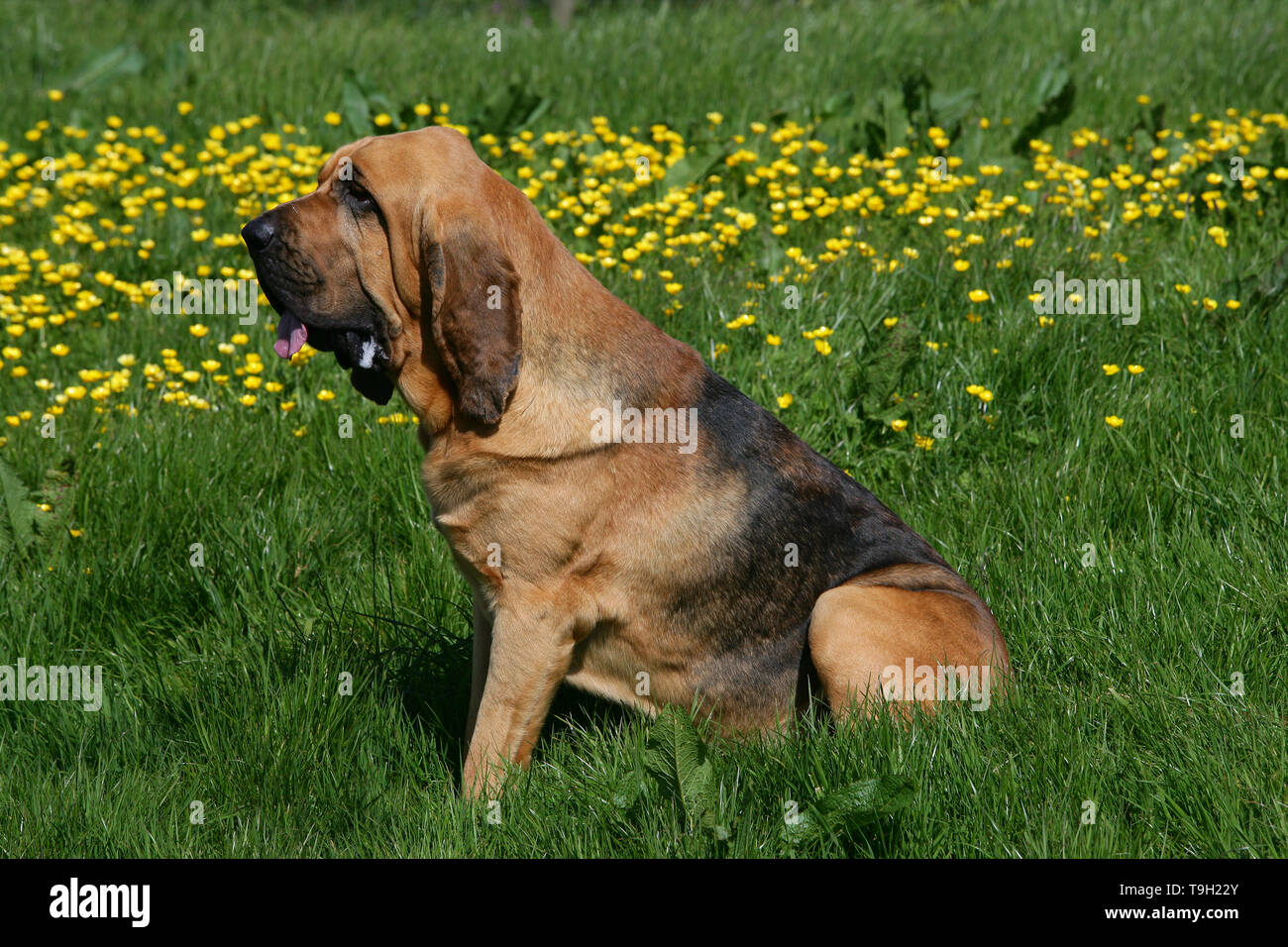 Bluthund oder heiliger hubert jagdhund, der auf gras sitzt -Fotos und ...