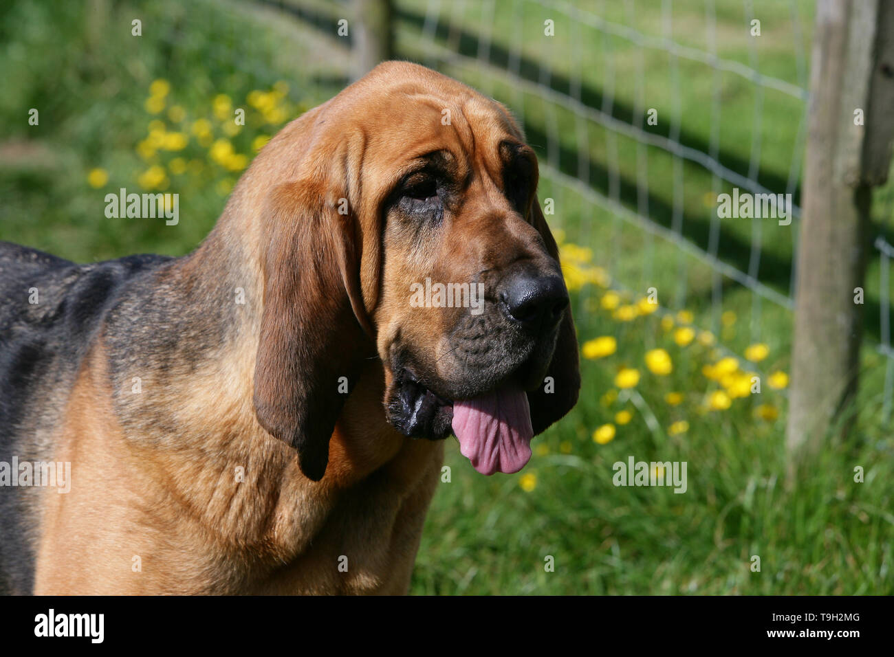 Bluthund oder heiliger hubert jagdhund, der auf gras sitzt -Fotos und ...