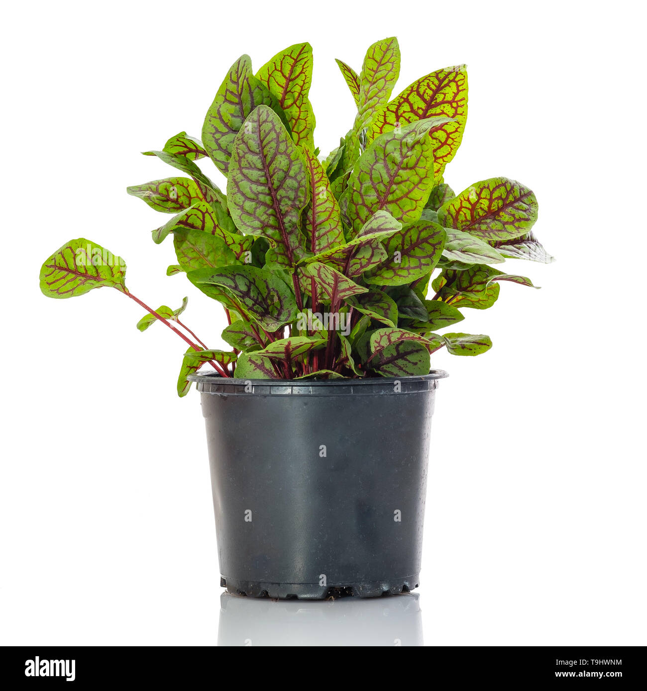 Sauerklee rumex sanguineus -Fotos und -Bildmaterial in hoher Auflösung ...