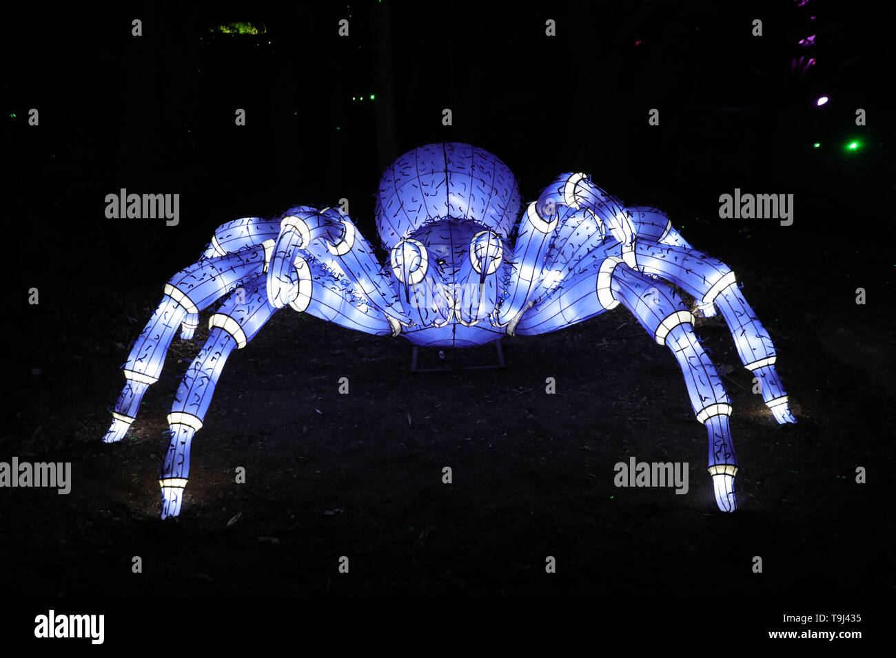 Sydney trichternetzspinne -Fotos und -Bildmaterial in hoher Auflösung ...