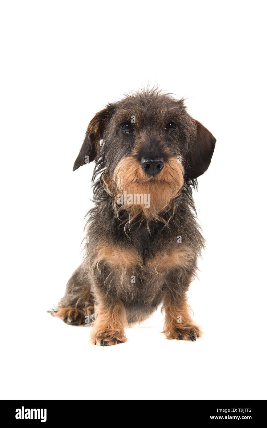 Drahthaar dackel -Fotos und -Bildmaterial in hoher Auflösung – Alamy