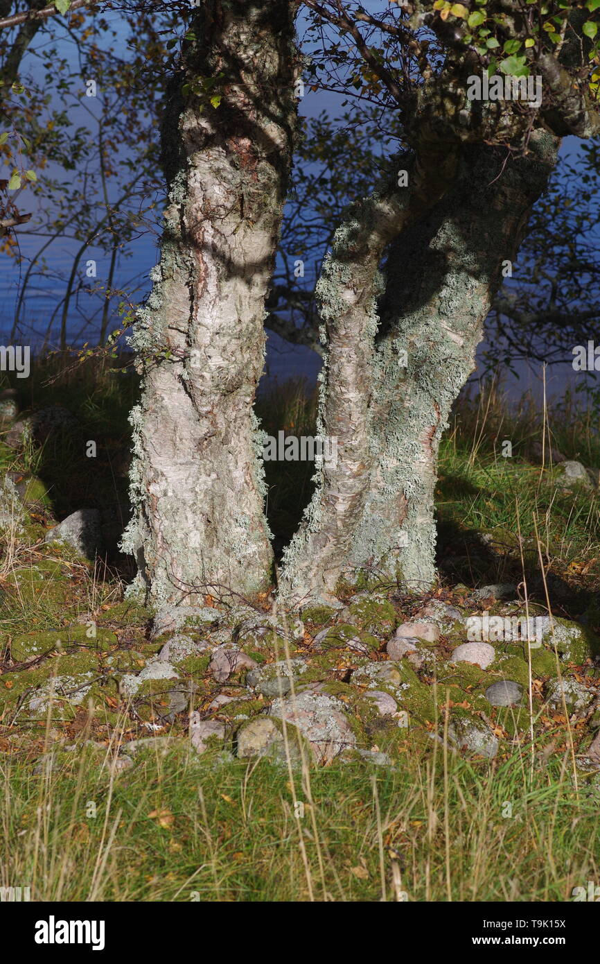 Alte silberne Birke (Betula pendula) Baumstämmen wachsende durch Loch ...