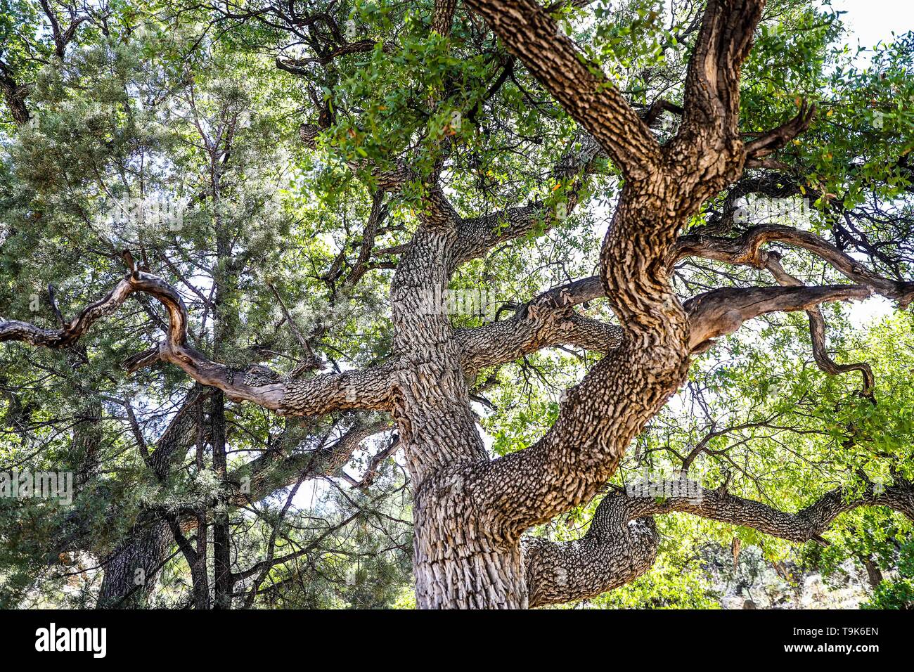 Foto de textura de madera -Fotos und -Bildmaterial in hoher Auflösung ...