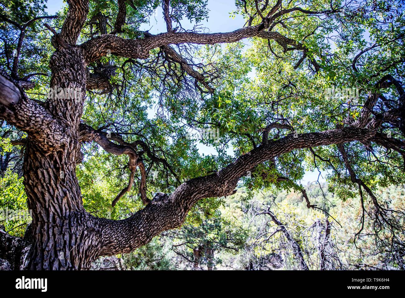 Foto de textura de madera -Fotos und -Bildmaterial in hoher Auflösung ...